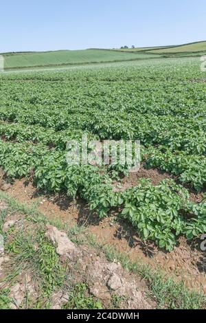 Potatoes crop growing on ridges, Herefordshire, England, UK Stock Photo ...
