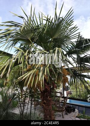 A vertical shot of a windmill in the garden for beautiful decoration ...