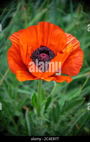 A closeup shot of an opium poppy flower blooming in the garden in ...