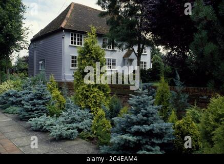 Low growing conifers in a well stocked border in a suburban garden in ...