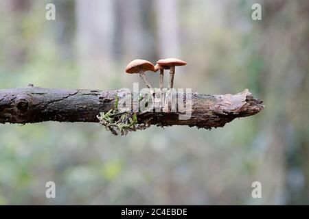Galerina marginata on a small branch of a tree Stock Photo - Alamy