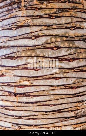 tree yucca (Yucca filifera Stock Photo - Alamy