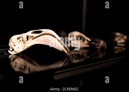 Python skeleton and skull Stock Photo - Alamy
