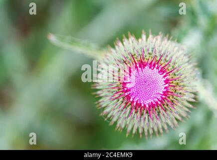 Pink milk thistle flowers, close up. Silybum marianum herbal remedy ...