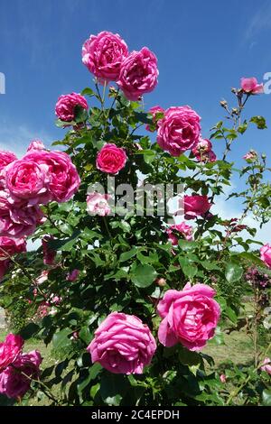 Bright pink rose flower growing in the sunny summer meadow Stock Photo ...