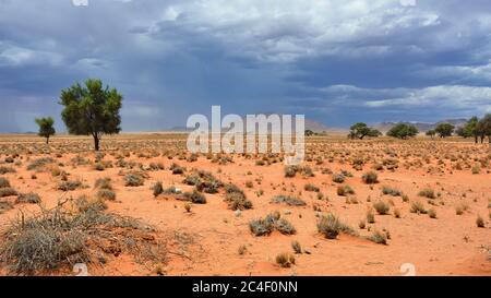 Beautiful landscape of the Namib desert during rainy season, Namibia, Africa Stock Photo - Alamy