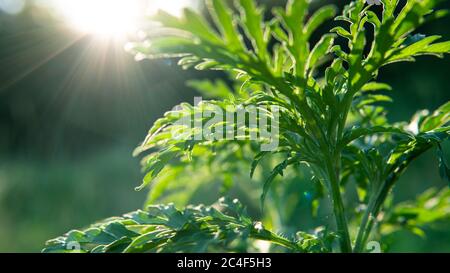 Ragweed - allergy causing grass. Ragweed Allergies in dogs, symptoms ...