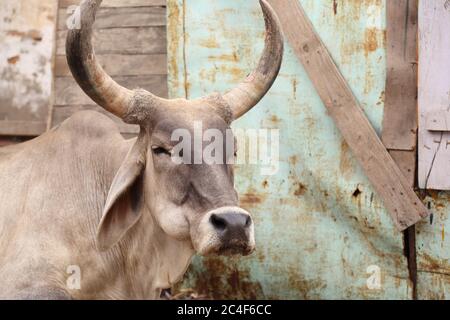 Large village in Tharparkar, Sindh; typical Thari huts with thatched ...