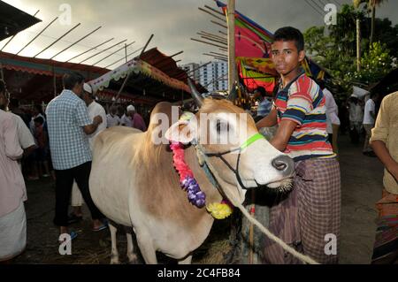 Cow vendor with cows at the kazir bazar, the largest Cattle bazar, on ...