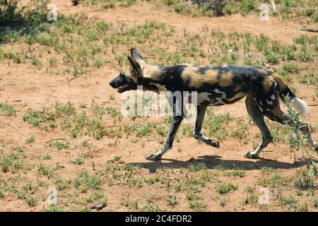 The African Wild Dog in the bushveld, Namibia Stock Photo - Alamy