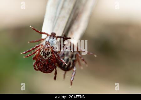 Mites siton the dry grass outdoors in spring. Macro photo of parasites ...