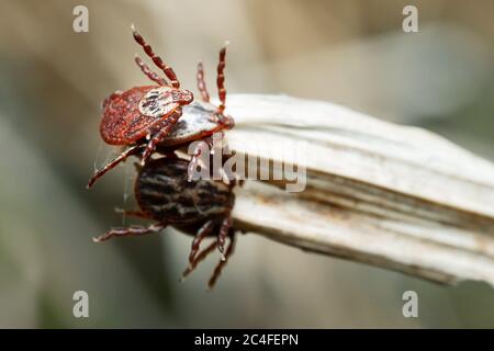 Mites siton the dry grass outdoors in spring. Macro photo of parasites ...
