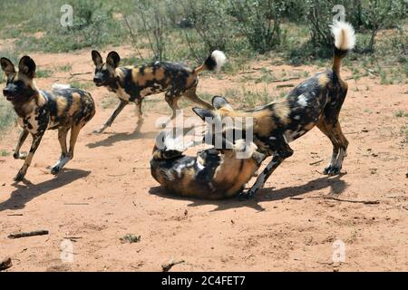 Group of the African Wild Dogs playing in bush, Namibia Stock Photo - Alamy