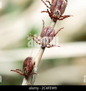 Mites siton the dry grass outdoors in spring. Macro photo of parasites ...