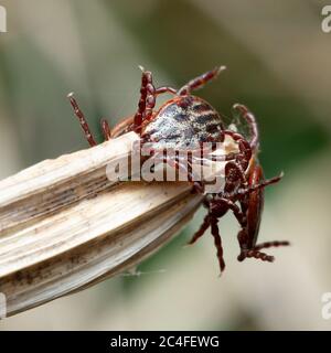 Mites siton the dry grass outdoors in spring. Macro photo of parasites ...