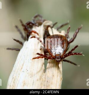 Mites siton the dry grass outdoors in spring. Macro photo of parasites ...