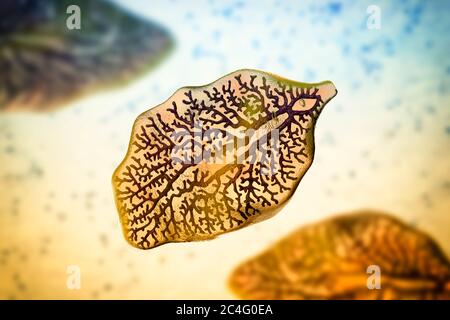 Liver fluke. Computer illustration of an adult liver fluke (Fasciola ...