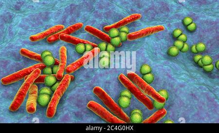 Computer illustration of co-infection with two major respiratory ...