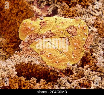 Feet bacteria. Coloured scanning electron micrograph (SEM) of bacteria ...