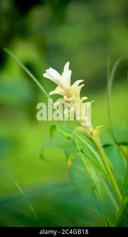 Kas pathar, plateau. In monsoon, these colorful flowers only blossom ...