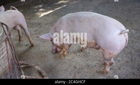 Many very white pigs in the pen Stock Photo - Alamy
