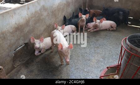 Many very white pigs in the pen Stock Photo - Alamy