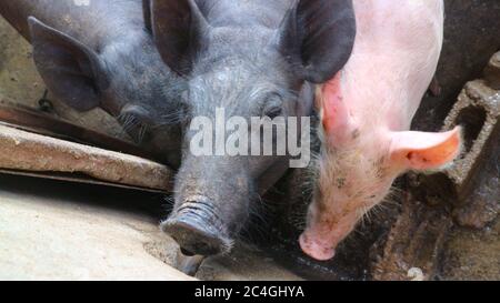 Many very white pigs in the pen Stock Photo - Alamy