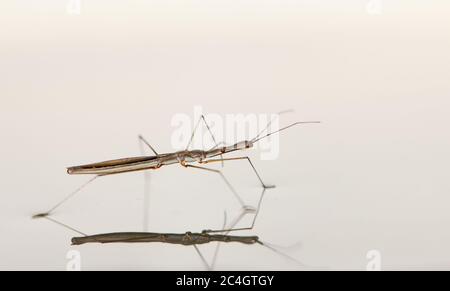 Marsh treader (Hydrometra gracilenta Stock Photo - Alamy