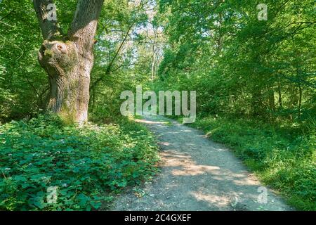 Kingswood woodland, Corby, England Stock Photo - Alamy