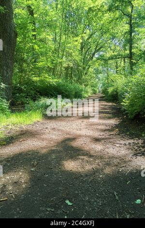 Kingswood woodland, Corby, England Stock Photo - Alamy