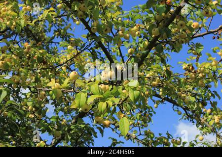 Beautiful forest apples on a background of blue sky. Summer Stock Photo ...