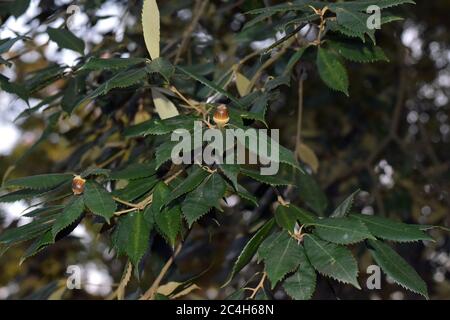 Quercus gilva, Japanese oak tree Stock Photo - Alamy