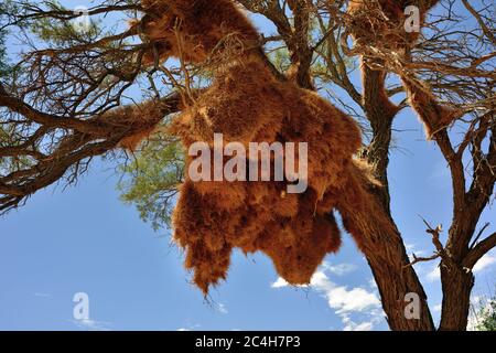 Green camel thorn in the hot desert Stock Photo - Alamy