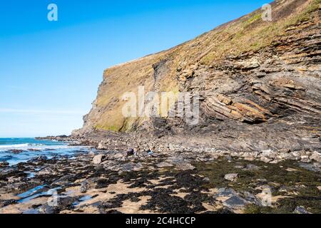 The cliffs and rock formations at Crackington Haven bay, Bude, Cornwall ...