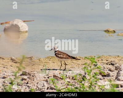 Close up of a cute Plover at Las Vegas, Nevada Stock Photo - Alamy