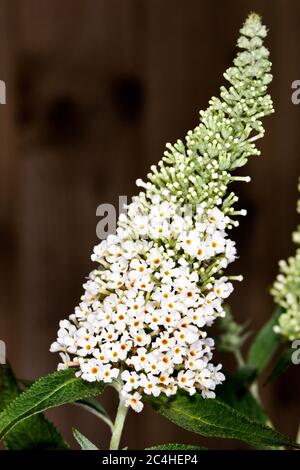 Buddleja davidii "Buzz Ivory", White, Butterfly bush, Summer lilac ...