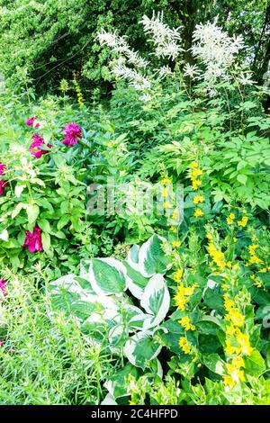 Beautiful Lysimachia flowers in the garden Stock Photo - Alamy