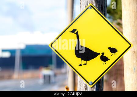 goose warning traffic sign Stock Photo - Alamy