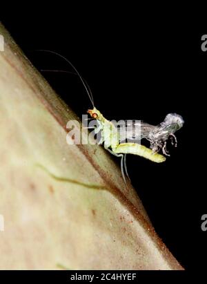 Lacewing just emerged from pupa cocoon, Chrysoperla rufilabris Stock ...
