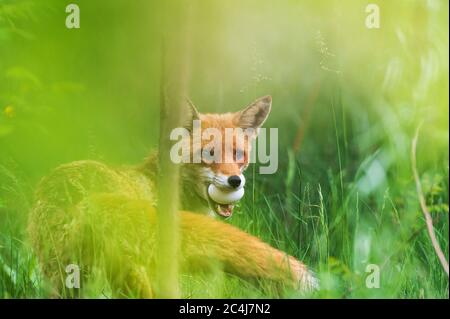 Red Fox (Vulpes vulpes) with an egg in its mouth Stock Photo - Alamy
