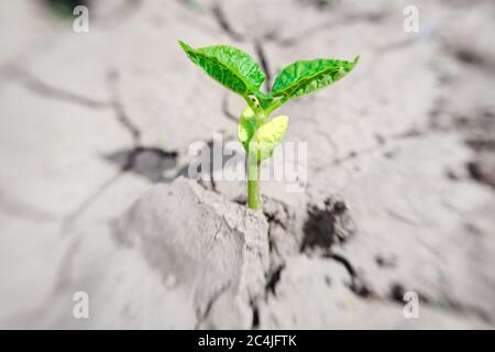 Macro of one bean germ and shoot with first green leaves over soil ...