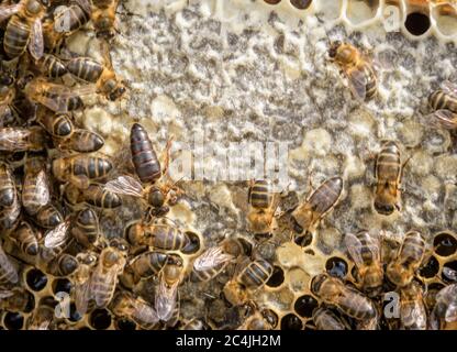 Bee colonies. Queen bee surrounded by her workers Stock Photo - Alamy