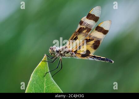 Halloween pennant dragonfly close-up at Tiny Marsh Provincial Wildlife ...