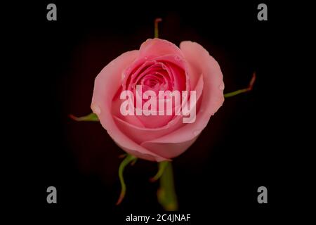 Close up macro of Luciano roses variety, studio shot Stock Photo - Alamy