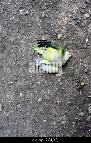 dead parrot on the ground Stock Photo - Alamy