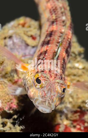 Grubfish, Lembeh, North Sulawesi, Indonesia, Asia Stock Photo - Alamy