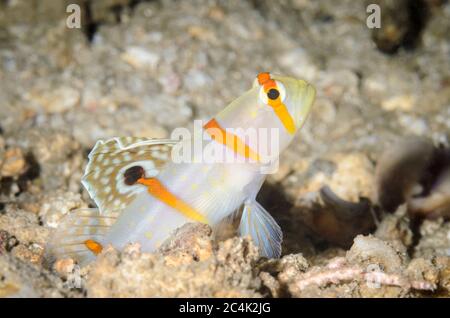 Randall's shrimp goby, Amblyelotris randalli, Lembeh Strait, North ...