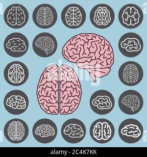 Human brain anatomy. Set of multiple views. Left Brain versus Right ...