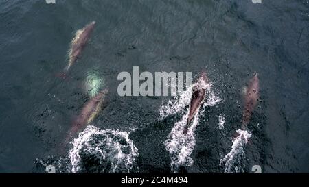 Overhead shot of dolphins swimming in the sea - perfect for background ...