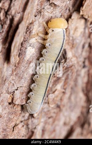 Elm Sawfly Larvae - Cimbex americanus Stock Photo - Alamy